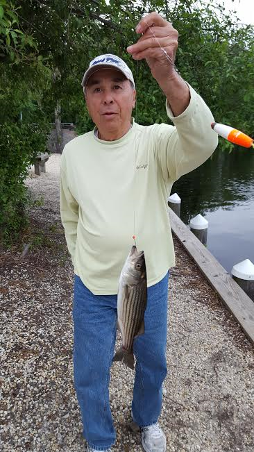 Striper Caught with White Perch - Village Harbour Fishing Club