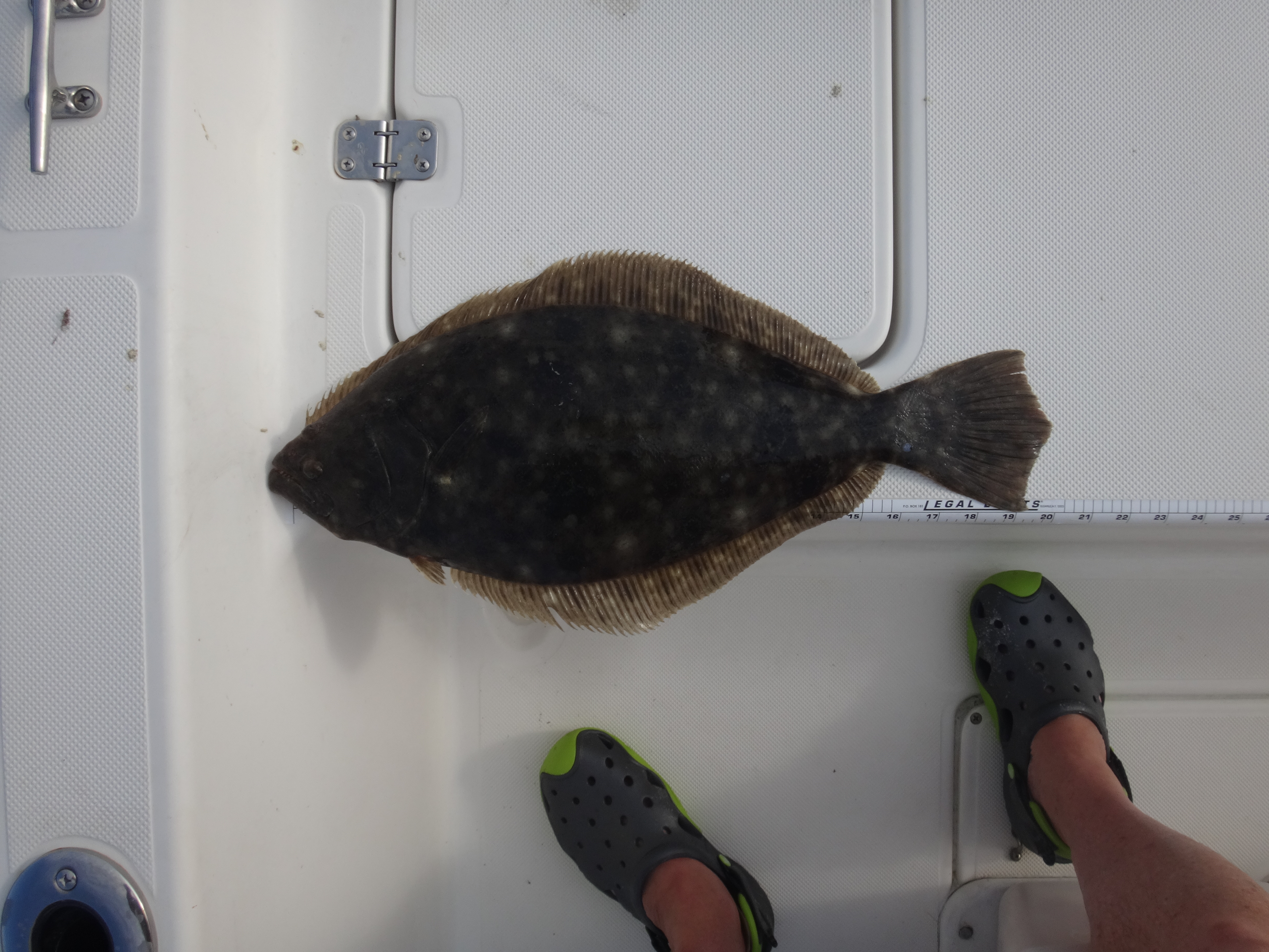 FLUKE AND BLUEFISH by Dave Spendiff - Village Harbour Fishing Club