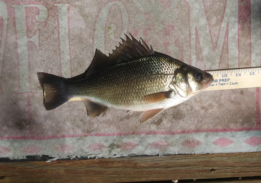 White Perch Caught from Backyard Dock by Carmine Tocci - Village ...