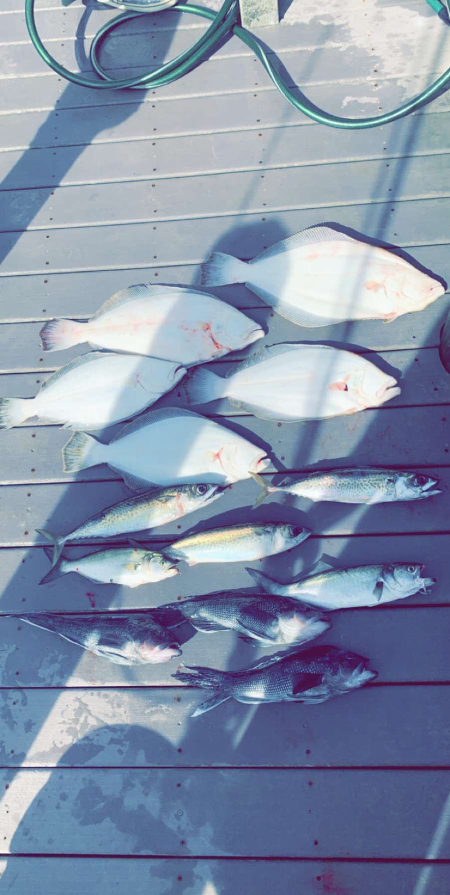Thursday Fishing on the Jen-Jen by Larry Leary - Village Harbour ...