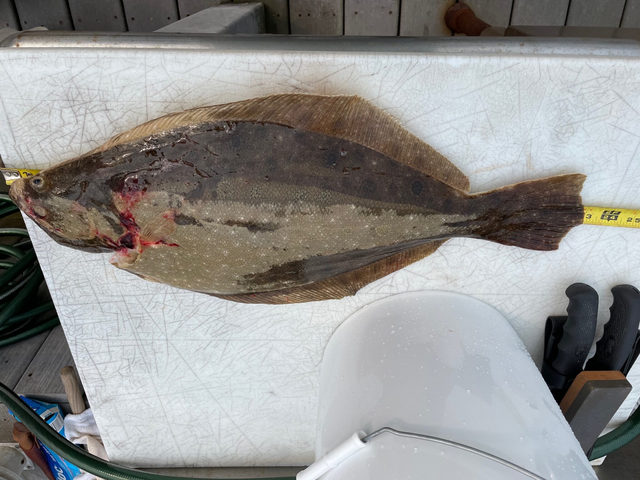 Beautiful Fishing At Barnegat Tires by Larry Leary - Village Harbour ...